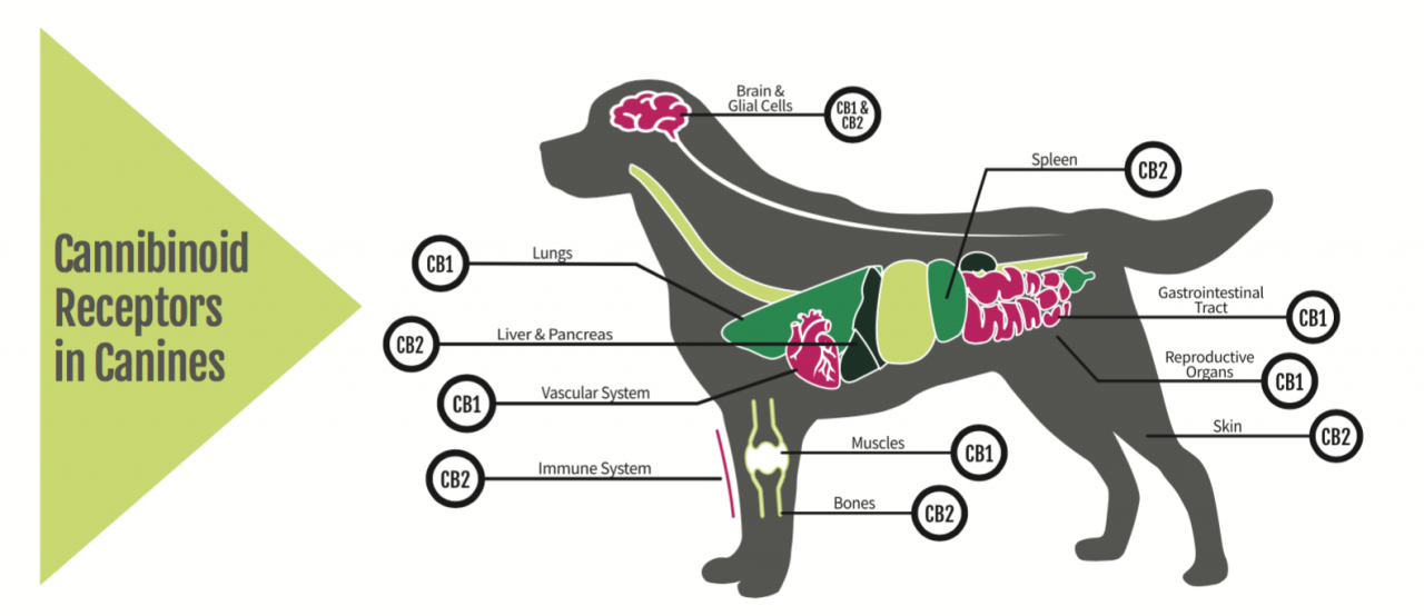 Pets Endocannabinoid System | Hemp 4 Tails